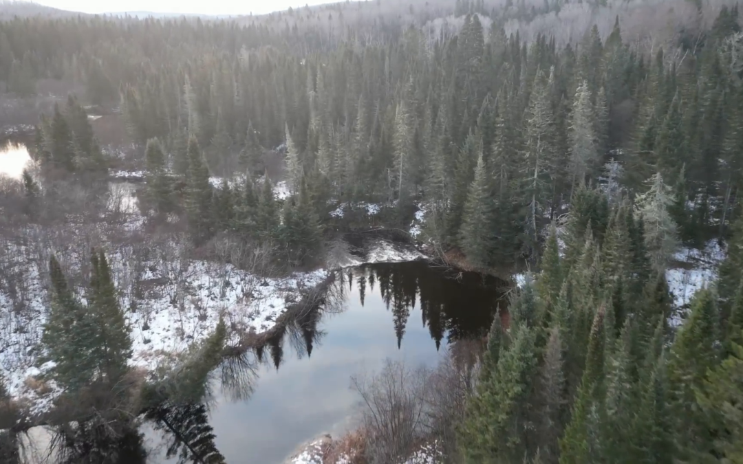 Wild Homestead Episode 1: James Alofs' Journey into the Canadian Wilderness